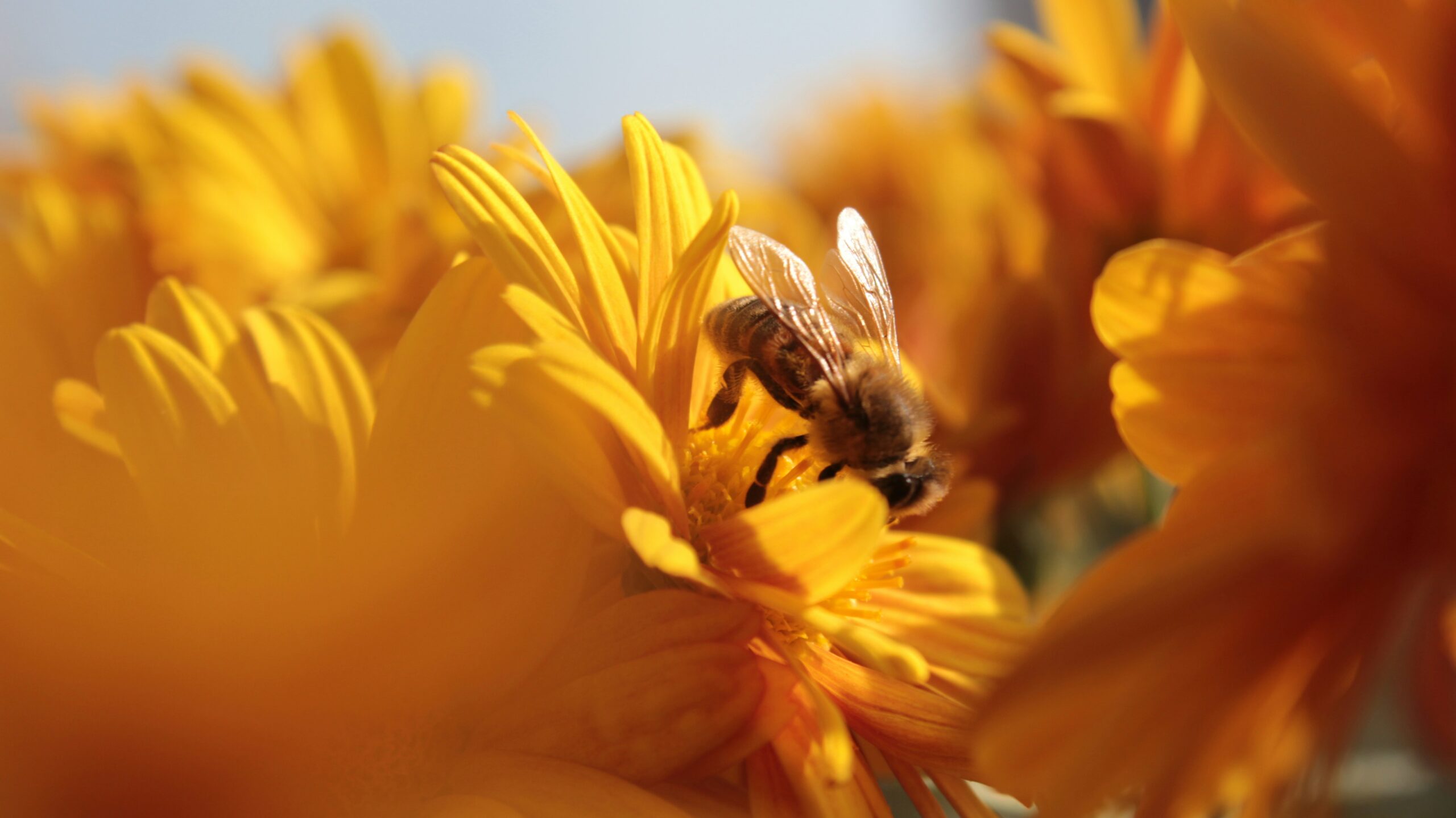 National Bee Day: Presentation by The Bee Guy | Revel Communities